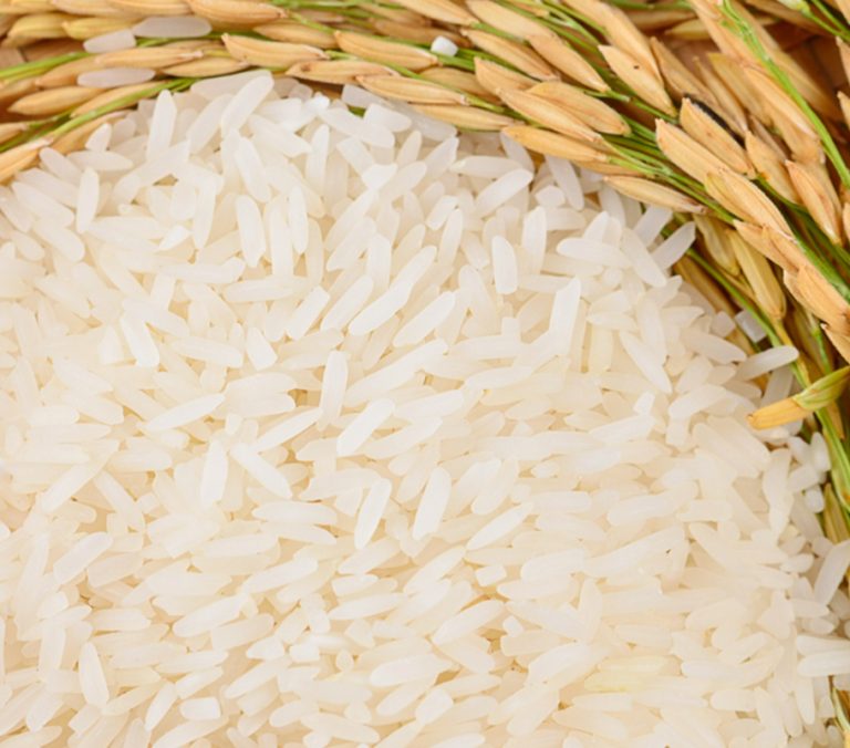 Khám Phá Giống Lúa Trân Châu Hương: Nét Tinh Túy Của Nông Nghiệp Việt ...