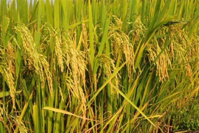 Khám Phá Giống Lúa Trân Châu Hương: Nét Tinh Túy Của Nông Nghiệp Việt ...