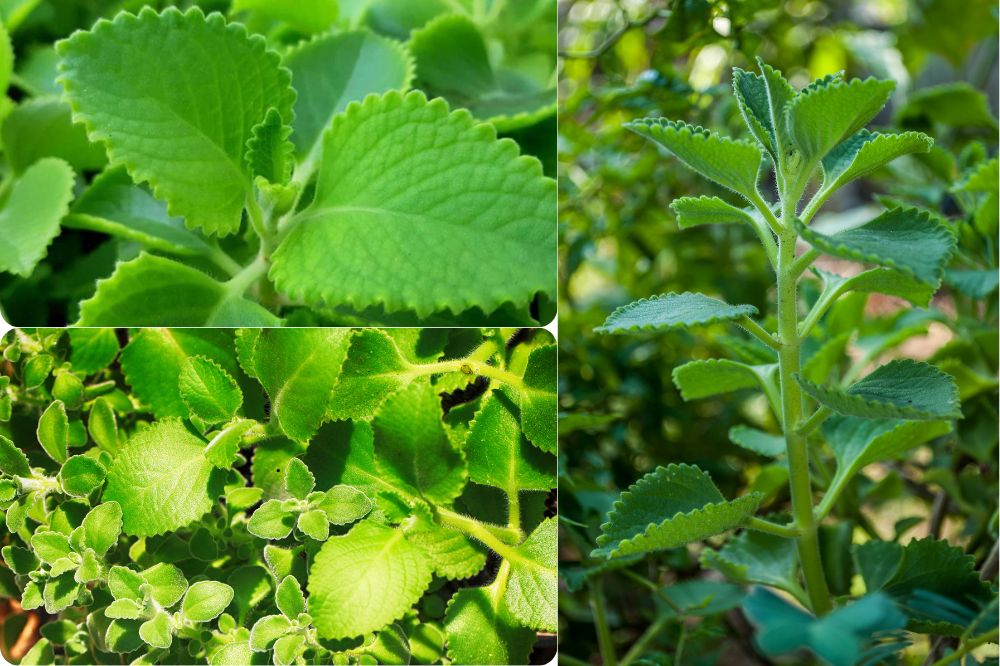 Rau Tần: Giá Trị Dược Liệu Và Tiềm Năng Kinh Tế Bền Vững - Nông sản Mekong